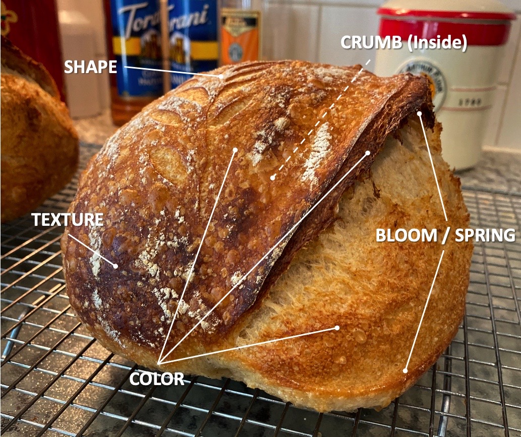 My Sourdough Bread Visual Observation – Baked By Bear Sourdough